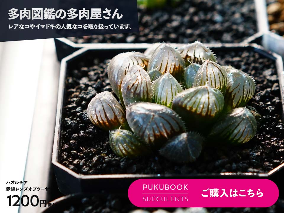 東京の多肉即売会・イベント情報 ｜PUKUBOOK
