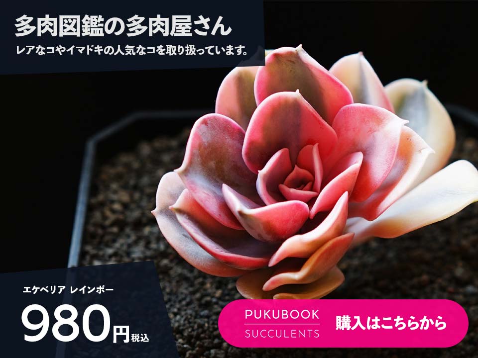 多肉植物 アガベ図鑑｜PUKUBOOK